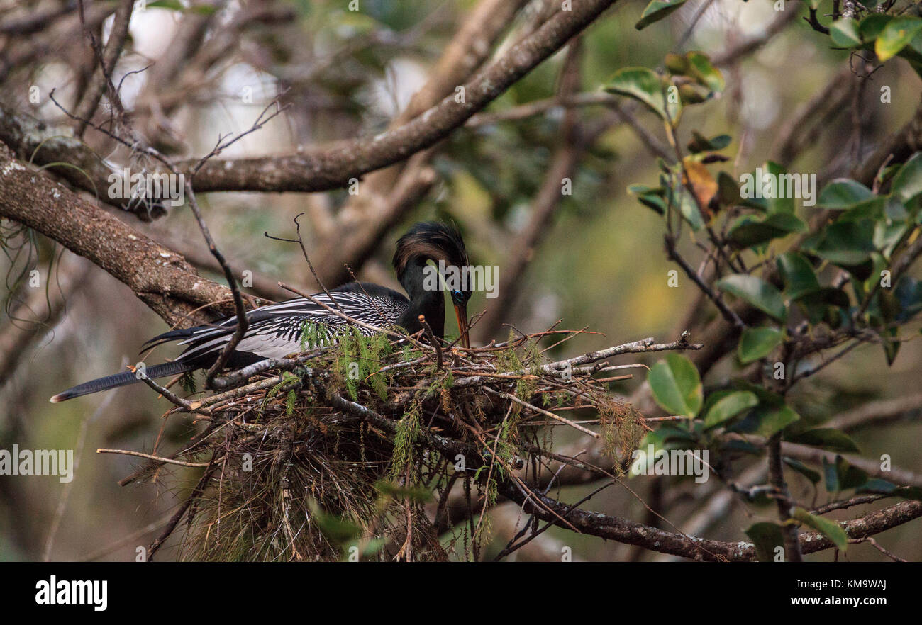 Female Anhinga bird called Anhinga anhinga and snakebird makes a nest ...