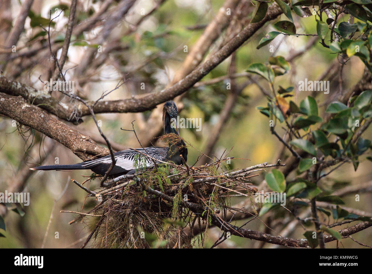 Female Anhinga bird called Anhinga anhinga and snakebird makes a nest ...