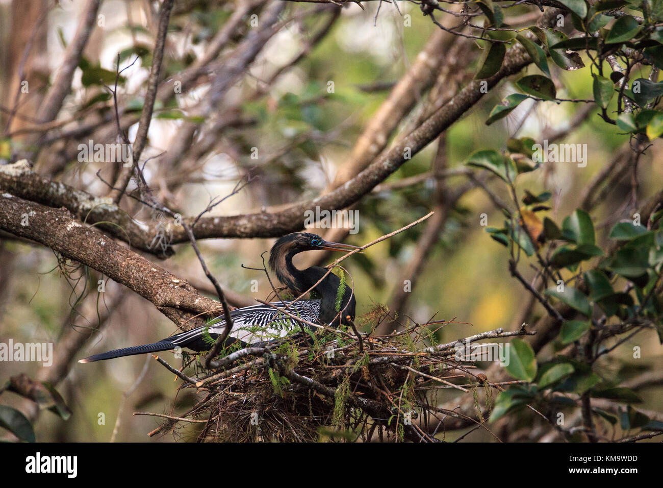 Female Anhinga bird called Anhinga anhinga and snakebird makes a nest ...