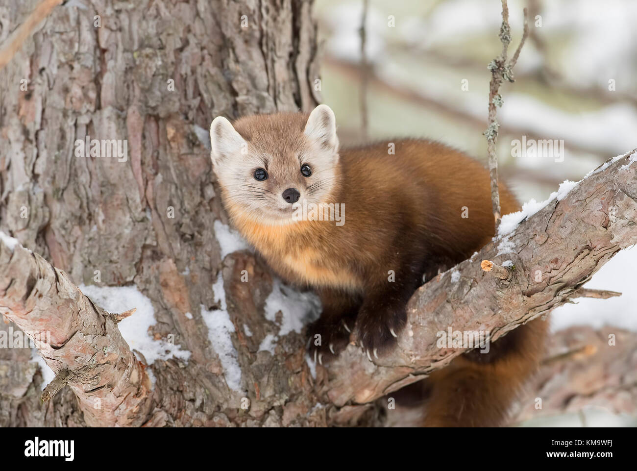 Pine marten (Martes americana) in the snow in Algonquin Park in Canada ...