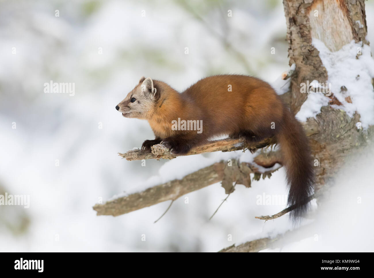 Pine marten (Martes americana) in the snow in Algonquin Park in Canada ...