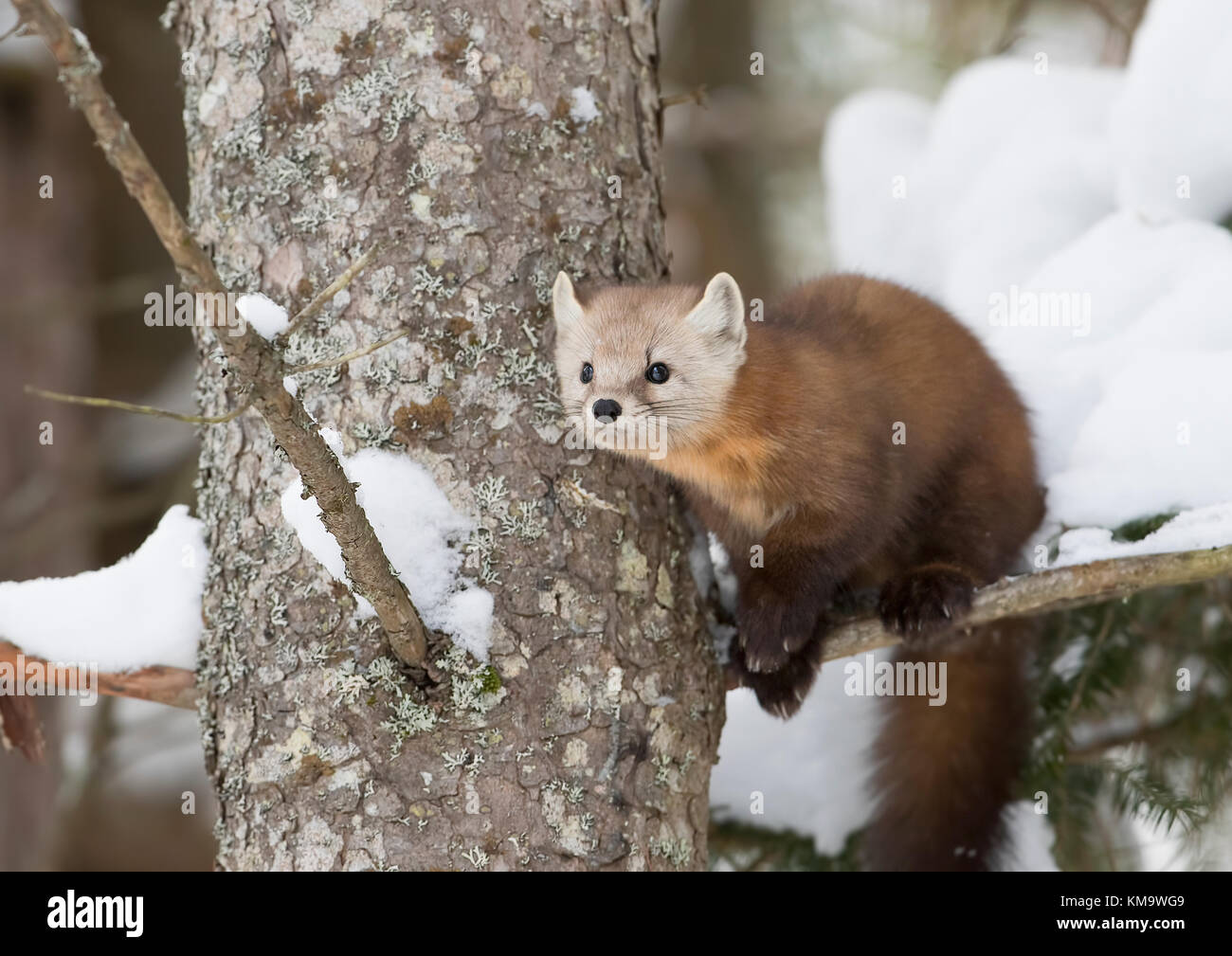Pine marten (Martes americana) in the snow in Algonquin Park in Canada ...