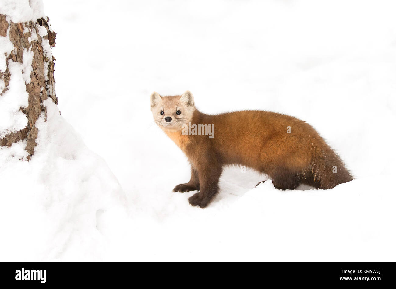 Pine marten (Martes americana) in the snow in Algonquin Park in Canada ...