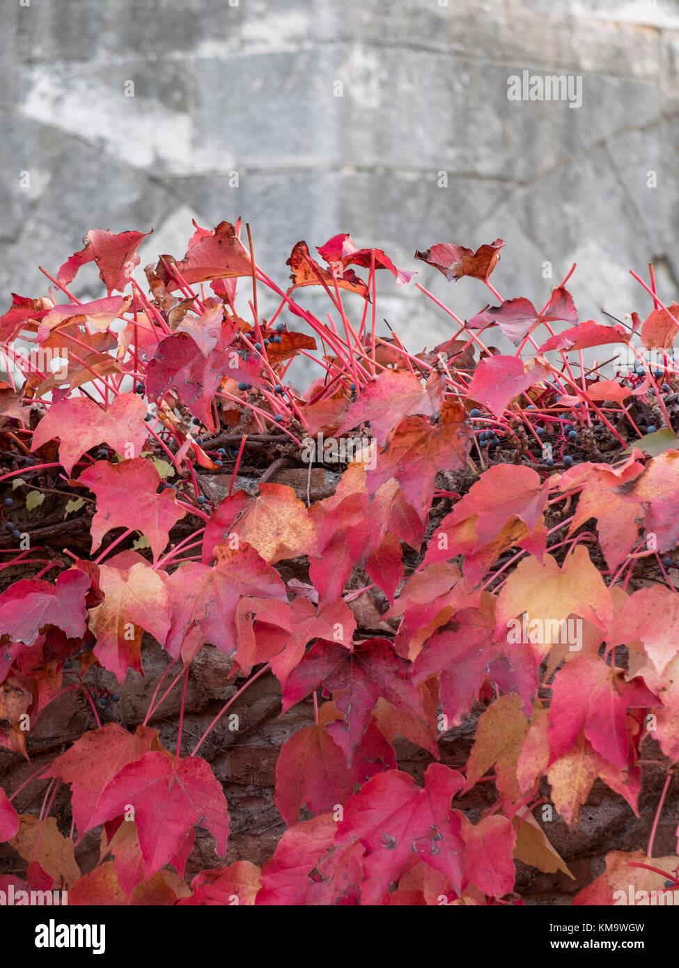 Climbing plant with red leaves and blue berries in autumn on the old ...