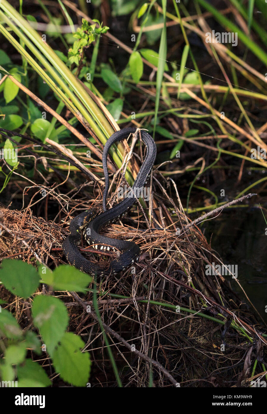Florida banded Water snake Nerodia fasciata pictiventris suns itself on ...
