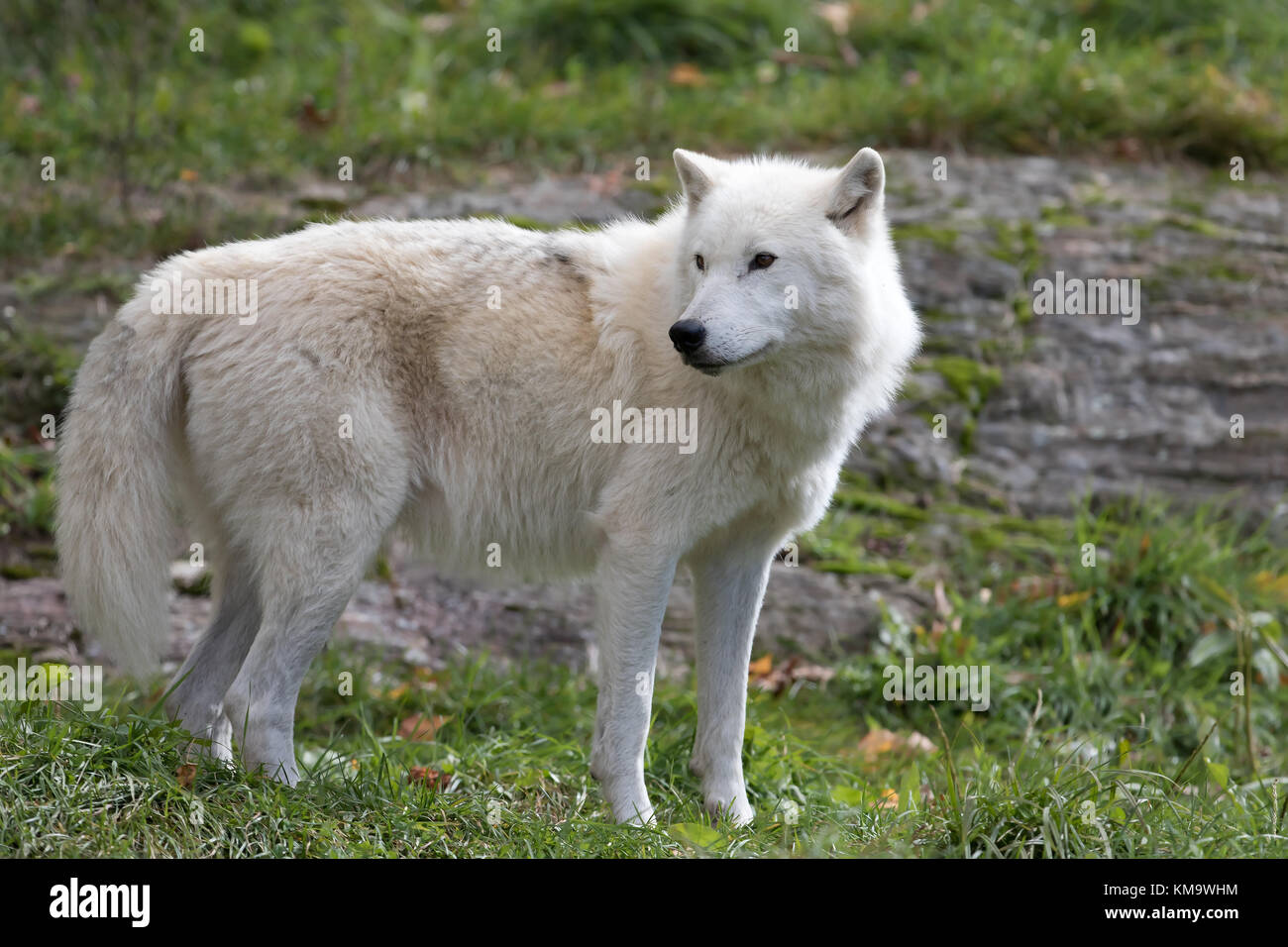 Arctic wolf (Canis lupus arctos) closeup in summer in Canada Stock ...