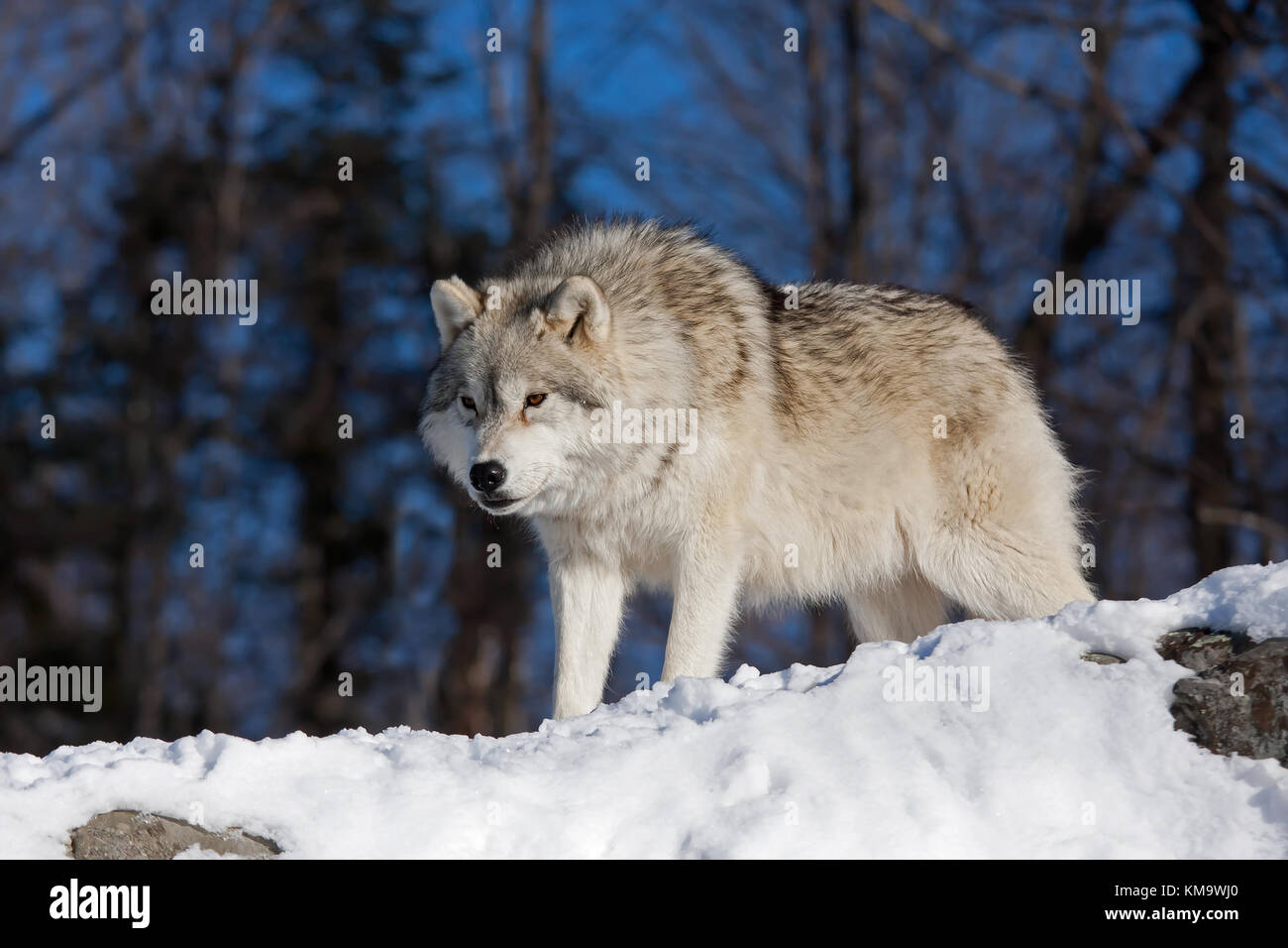 A lone Arctic wolves (Canis lupus arctos) standing in the winter snow ...