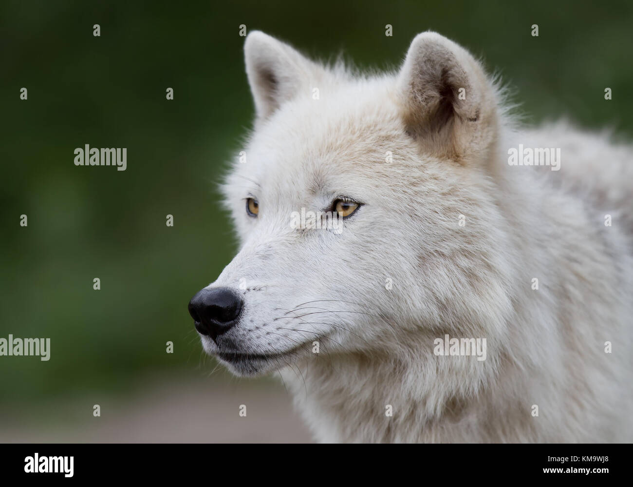 Arctic wolf (Canis lupus arctos) closeup in summer Stock Photo - Alamy