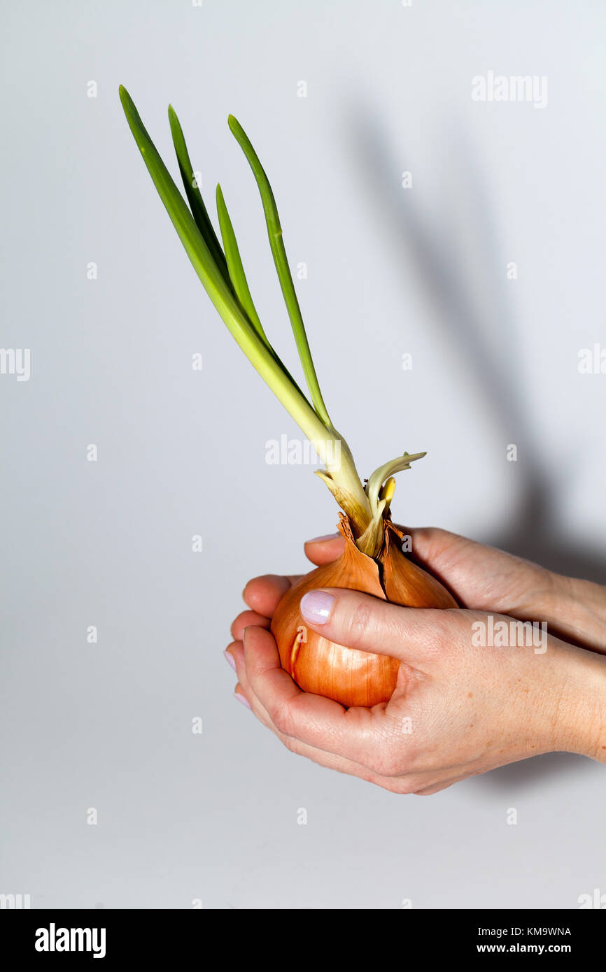 hand holding onions Stock Photo - Alamy