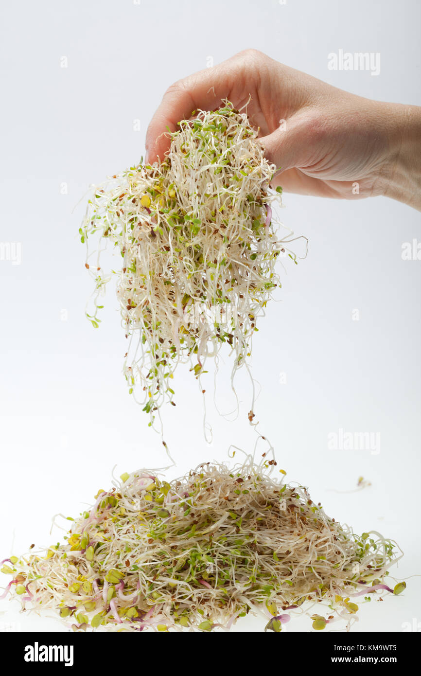 Fresh alfalfa sprouts isolated on white background Stock Photo - Alamy