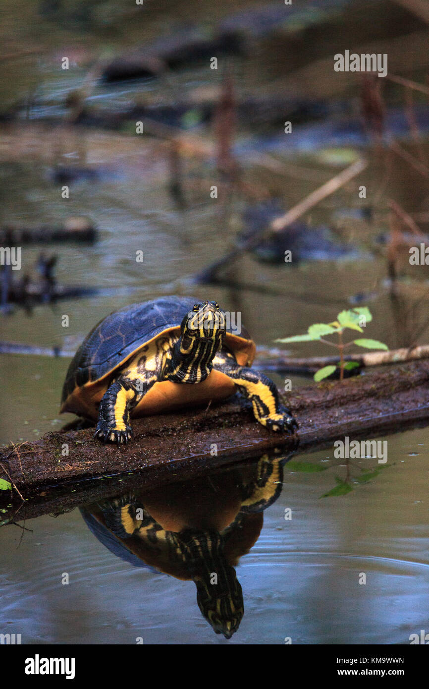 Florida redbelly turtle Pseudemys nelson perches on a cypress log in ...