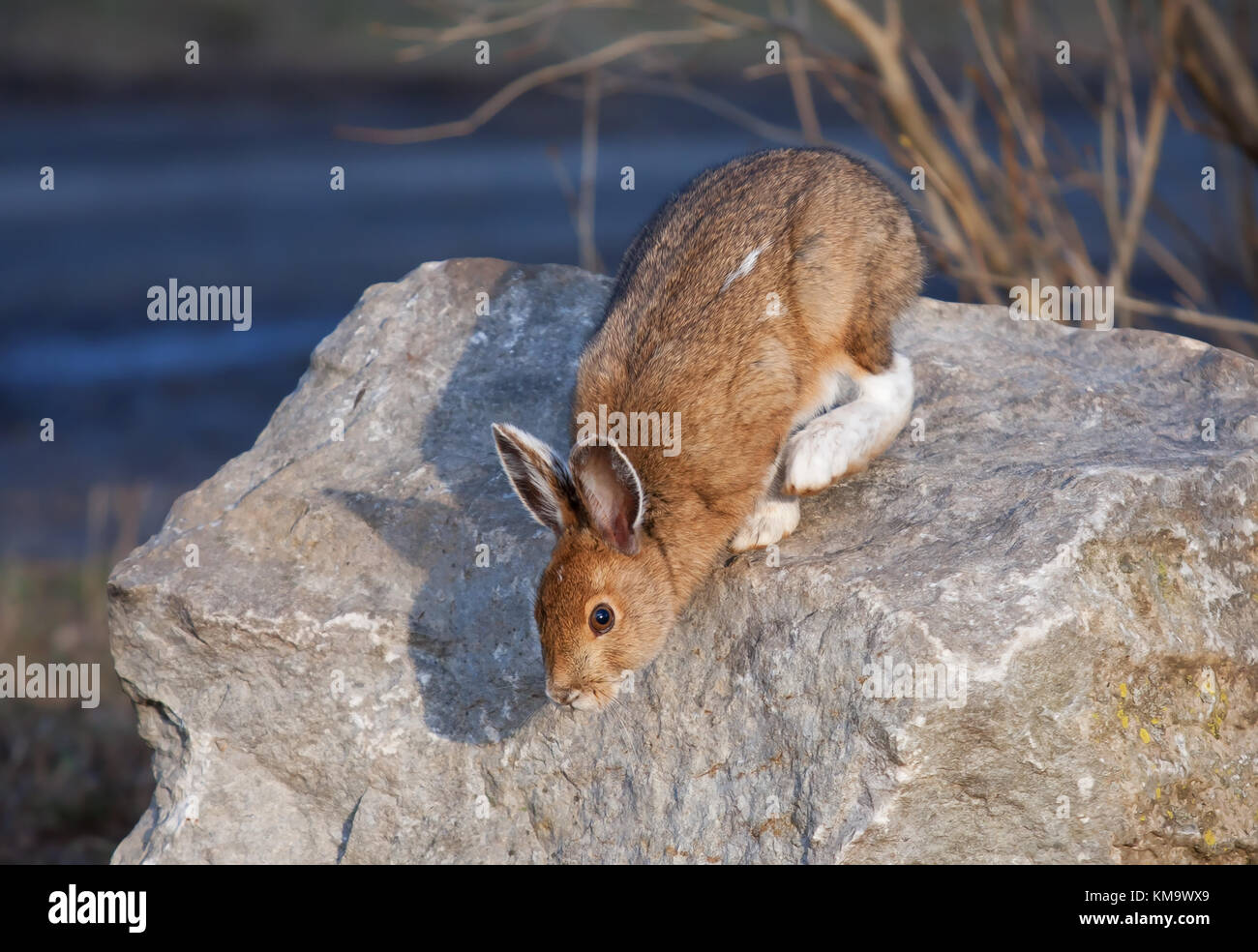 Snowshoe hare or Varying hare (Lepus americanus) in Spring in Canada ...