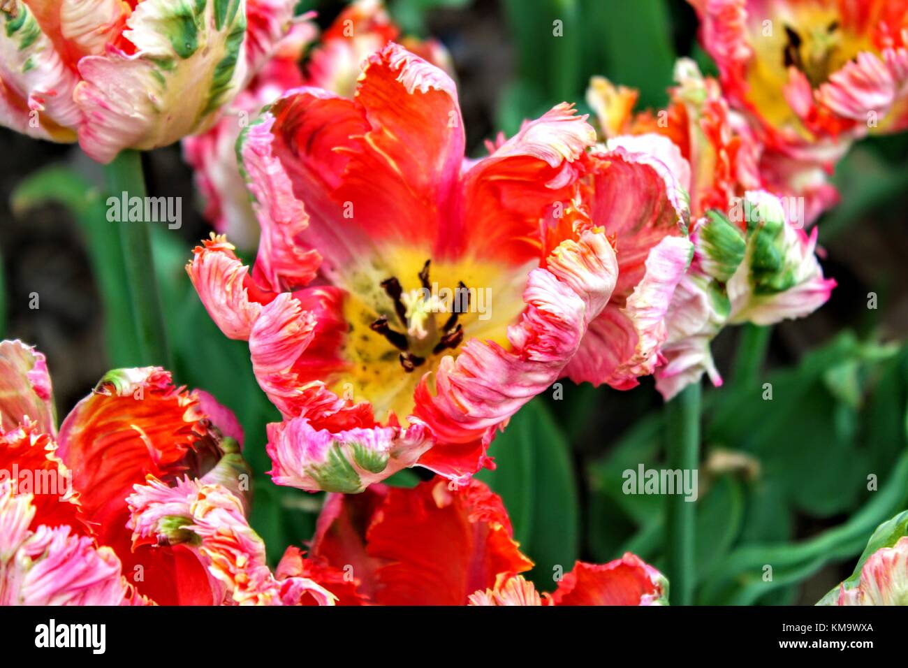 Blooming season in Central Park Stock Photo - Alamy