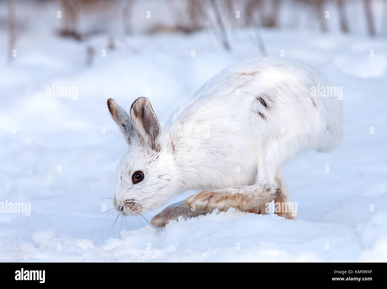 Snowshoe hare (Lepus americanus) in winter in Canada Stock Photo - Alamy