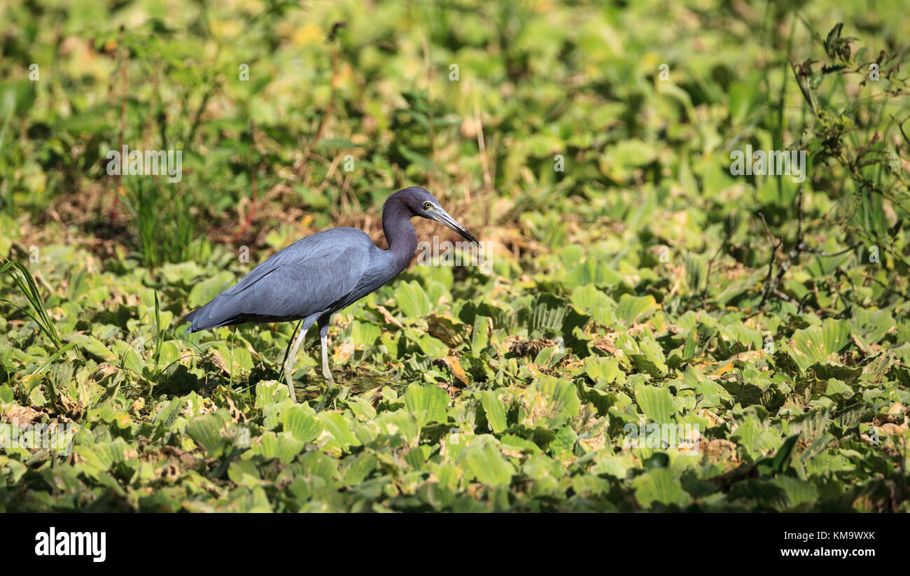 Little blue heron bird Egretta caerulea hunts for frogs amid water fern ...