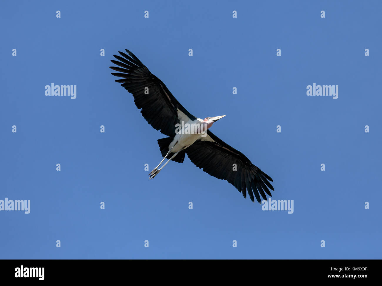 White stork with stretched wings hi-res stock photography and images ...