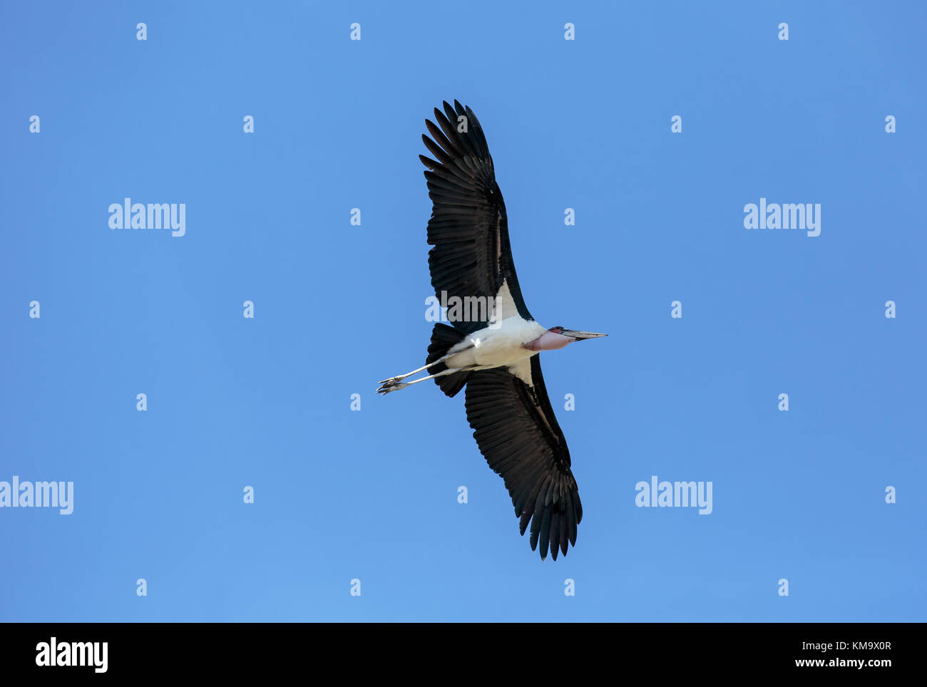 White stork with stretched wings hi-res stock photography and images ...