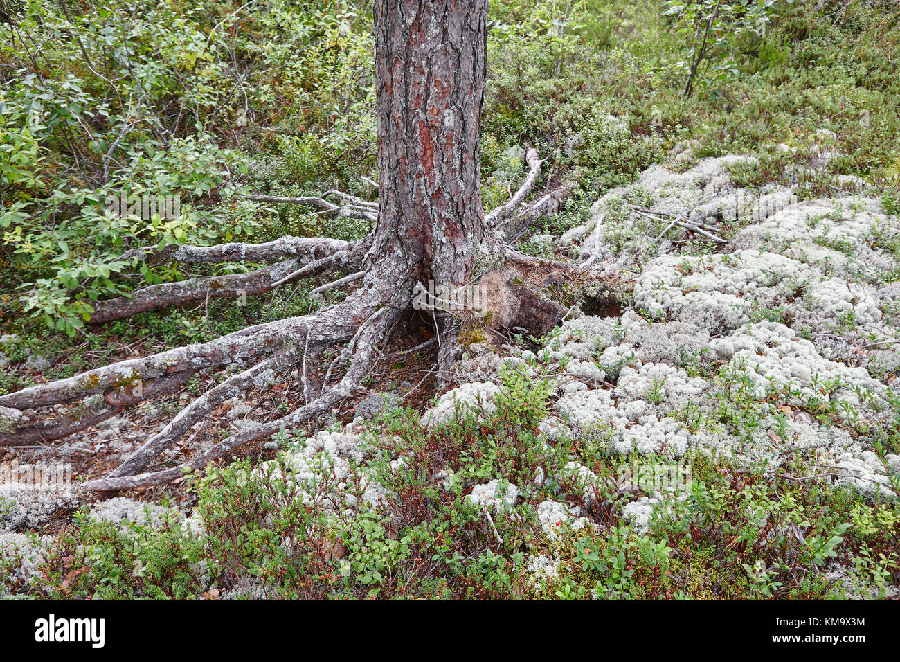 Tree trunk with aerial roots and green plants. Nature background Stock ...