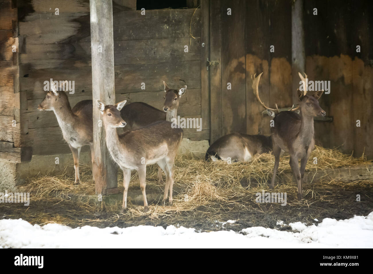A group of roe deer in captivity resting in front of the barn Stock ...