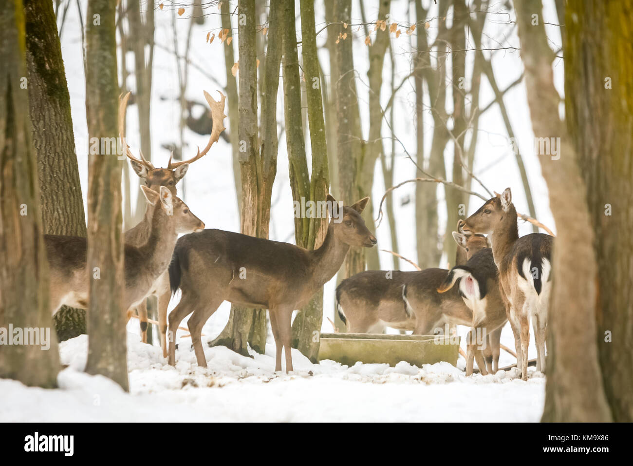 A group of roe deer standing in the forest at winter time Stock Photo ...
