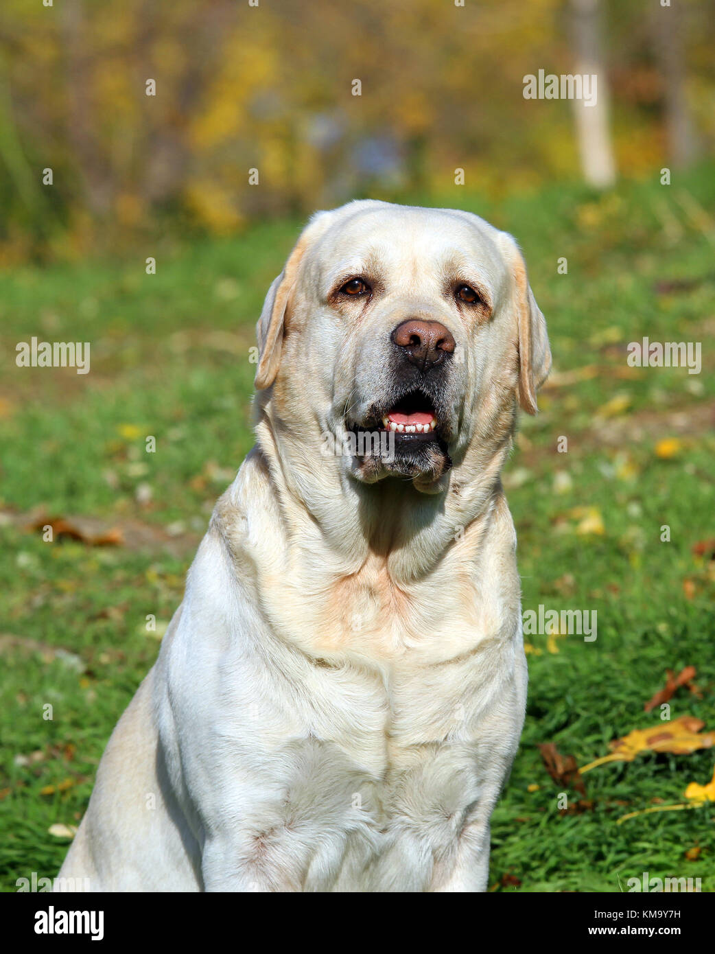 nice yellow labrador in the park in autumn Stock Photo - Alamy
