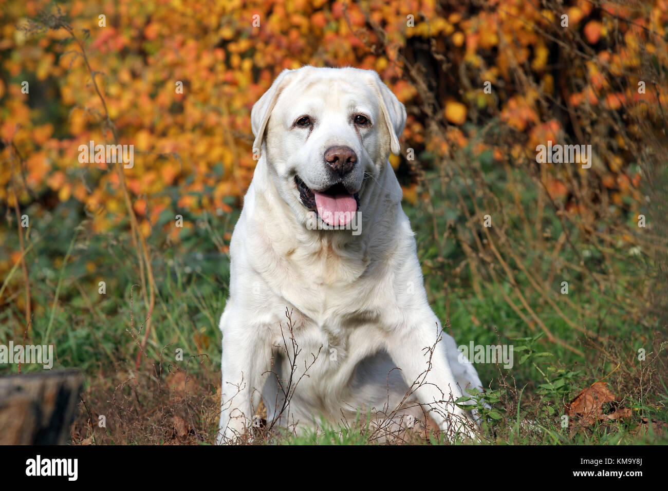 the nice cute yellow labrador in the park in autumn Stock Photo - Alamy
