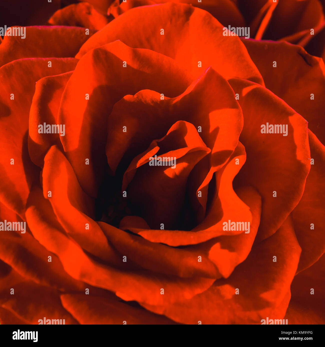 Close up of beautiful red roses Stock Photo - Alamy