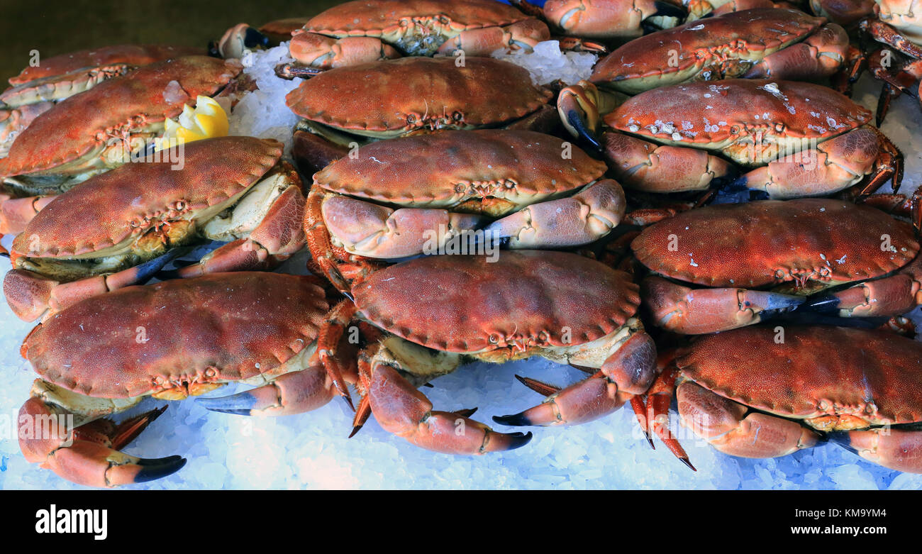 Edible Crabs (Cancer pagurus) in a fishmonger's display, Cornwall ...