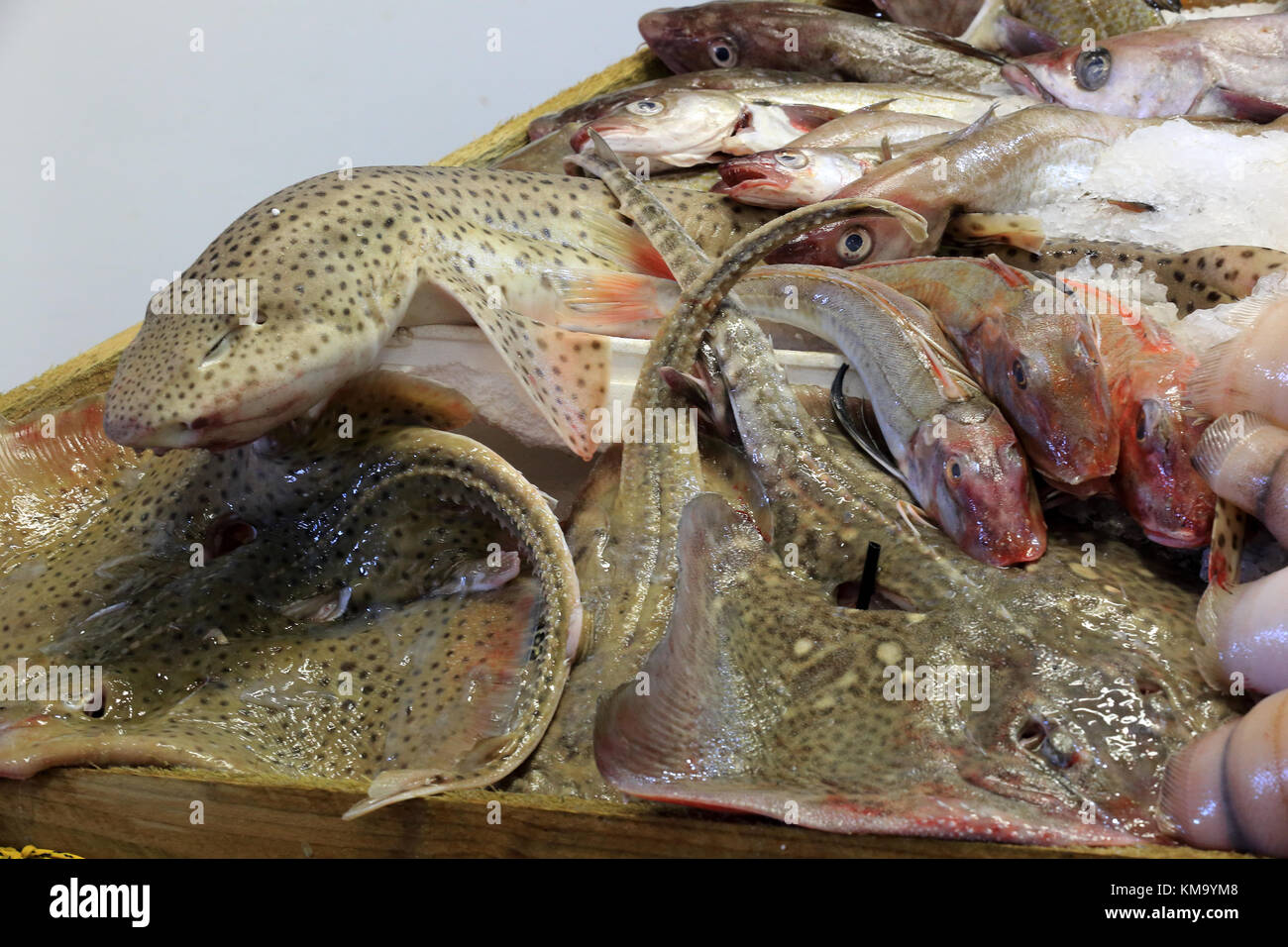 Mixed fish species in a fishmonger's display, Cornwall, England, UK ...
