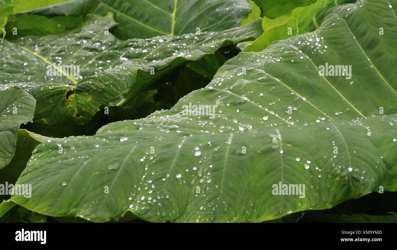 Elephant Ear with morning dew Thompson Road - Kula, Maui Stock Photo ...
