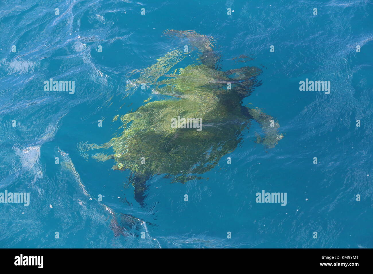 green sea turtle swimming just below the surface Stock Photo - Alamy