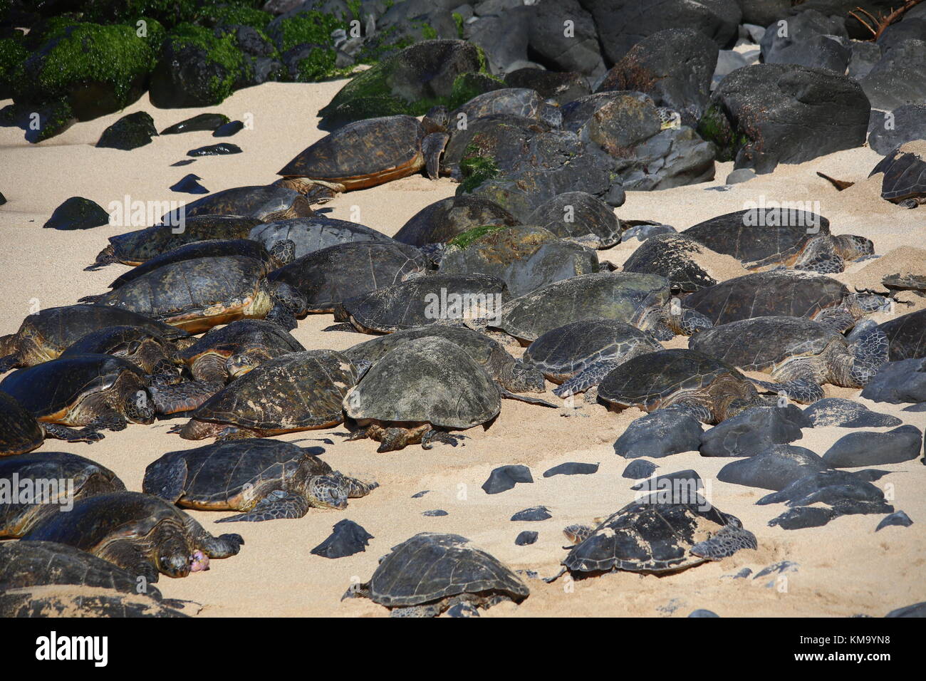 green sea turtles resting on beach Maui, Hawaii Stock Photo - Alamy