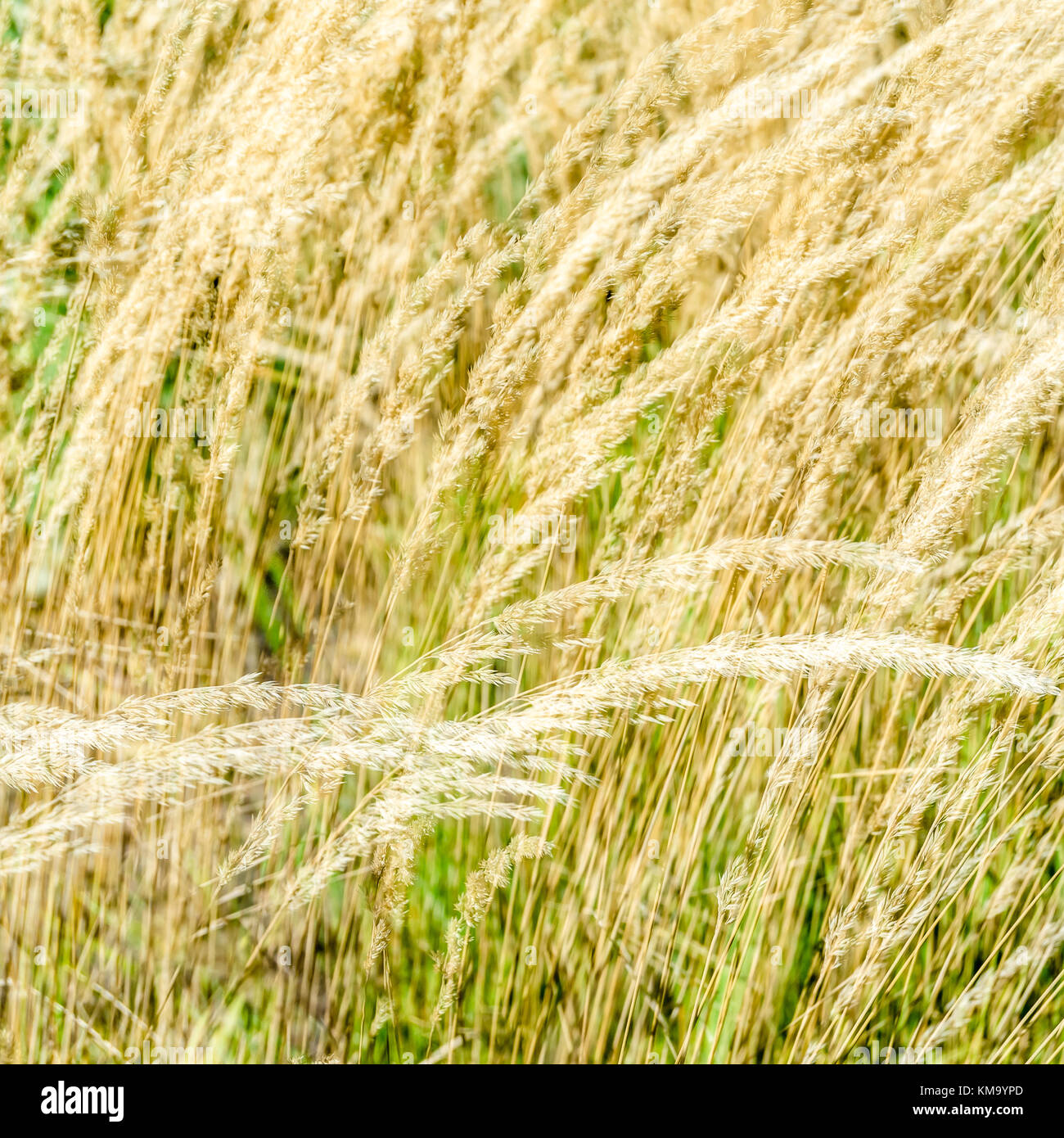 Natural textured background of green decorative grass Stock Photo - Alamy