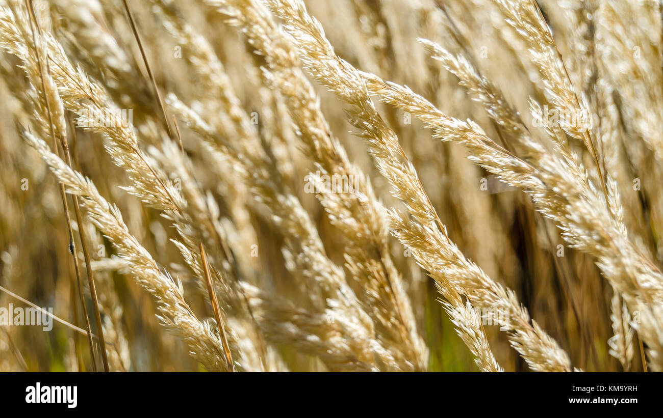 Natural textured background of green decorative grass Stock Photo - Alamy
