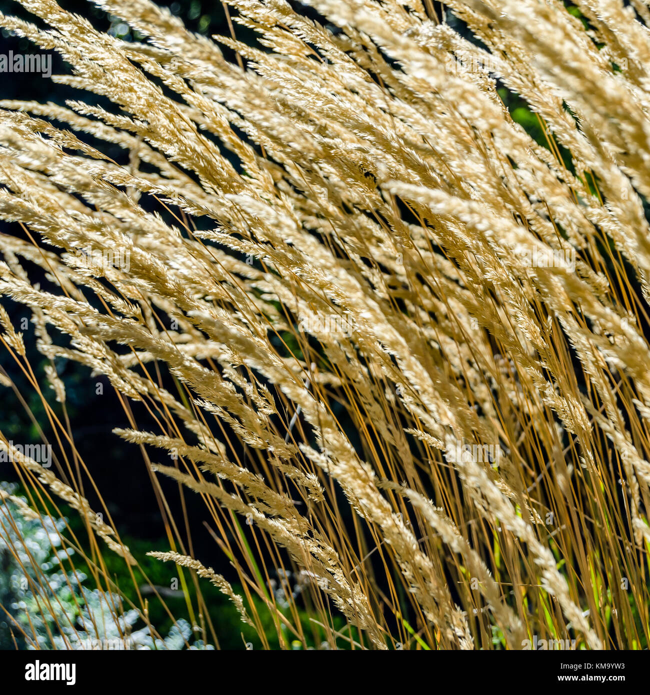 Natural textured background of green decorative grass Stock Photo - Alamy