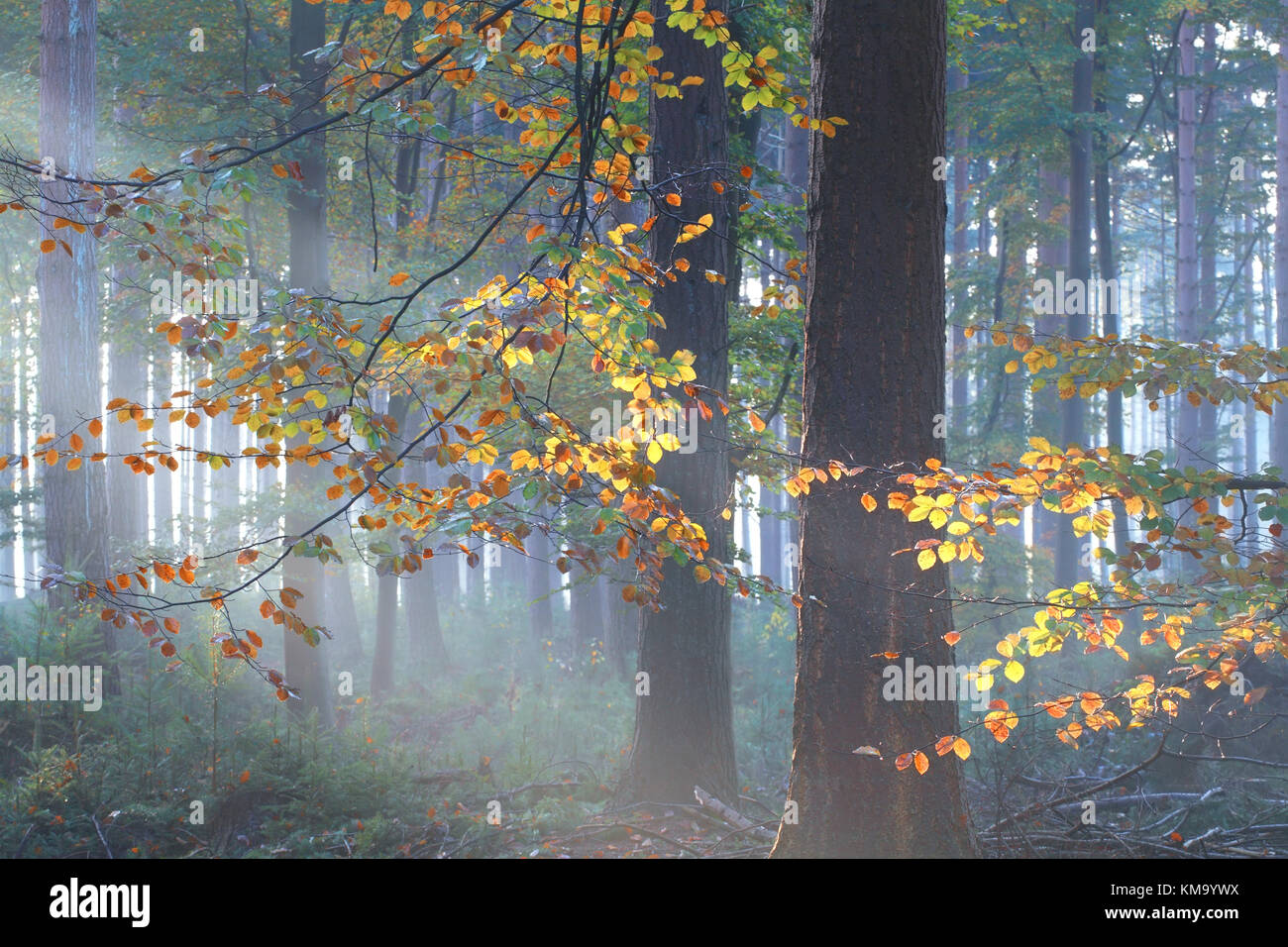 sunbeams in colorful misty autumn forest Stock Photo - Alamy