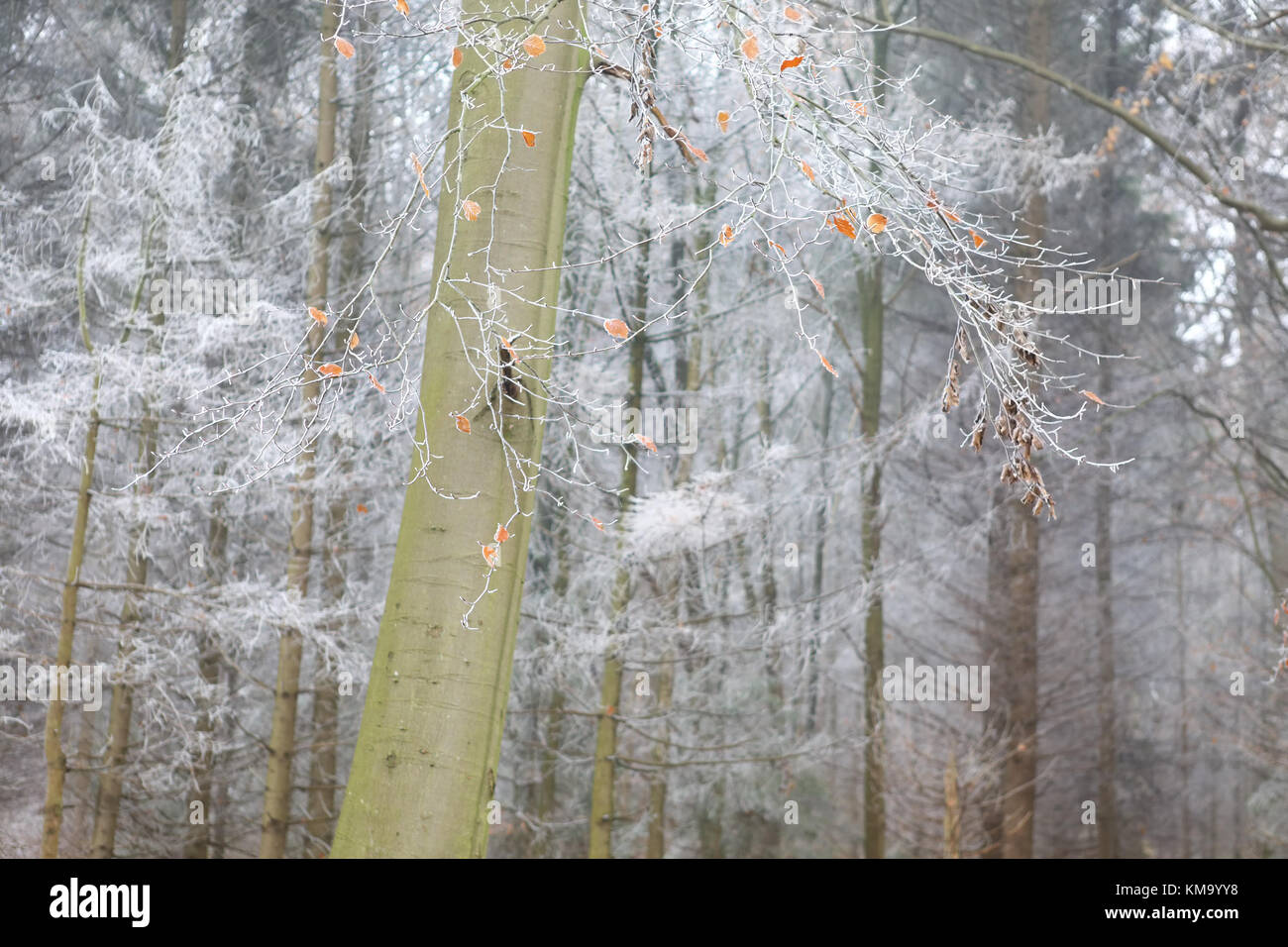 beech tree covered with frost in fall forest Stock Photo - Alamy