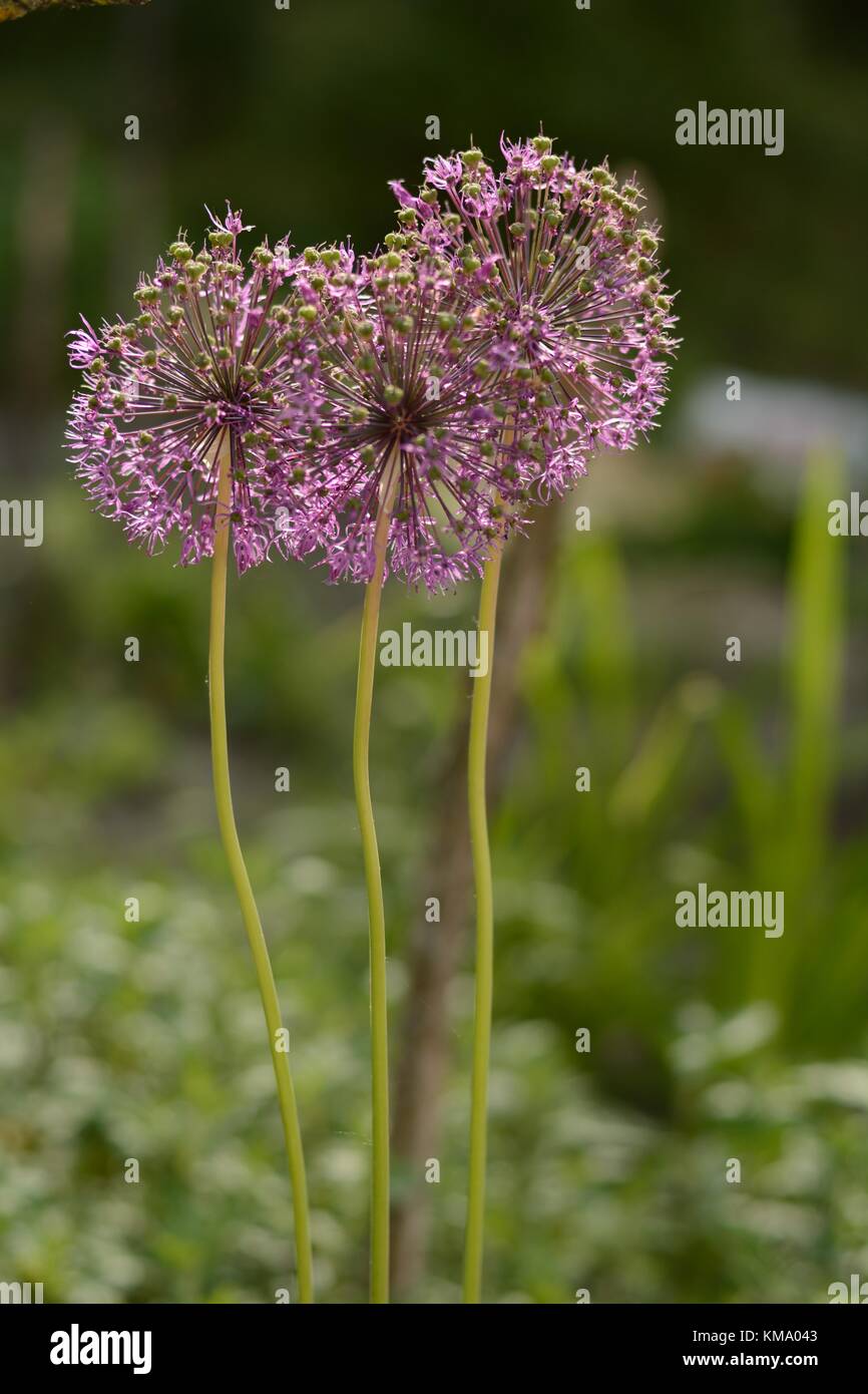 Persian shallot (lat.Allium stipitatum) "Violet beauty Stock Photo - Alamy