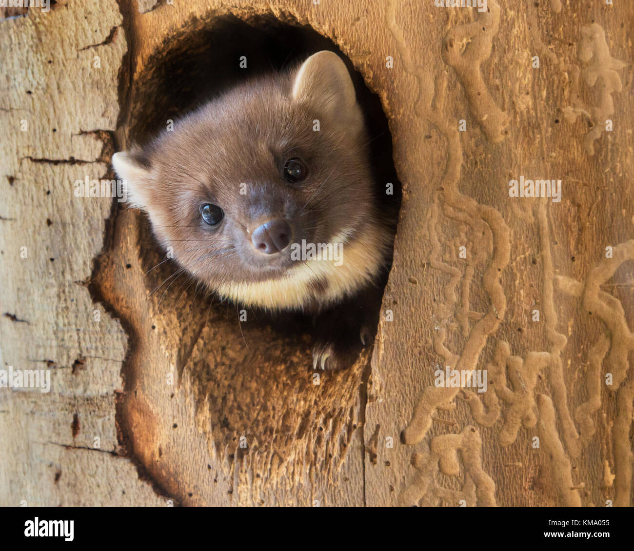 European pine marten (Martes martes) emerging from woodpecker's nest ...