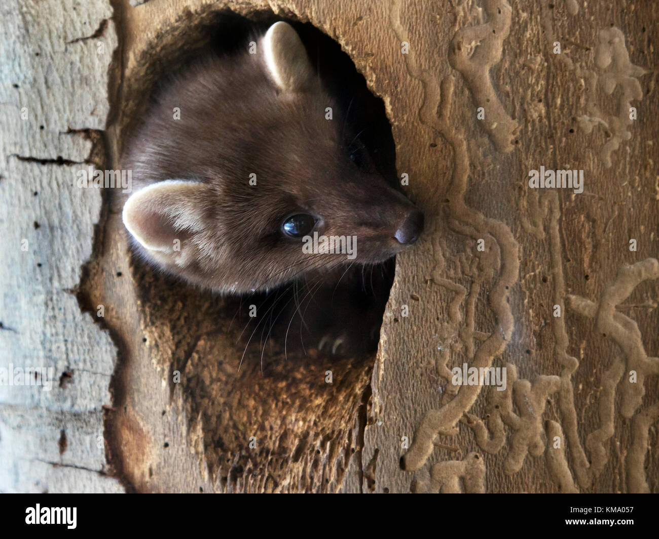 European pine marten hi-res stock photography and images - Alamy