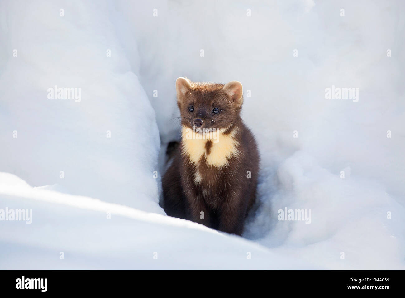 European pine marten (Martes martes) hunting in the snow in winter ...