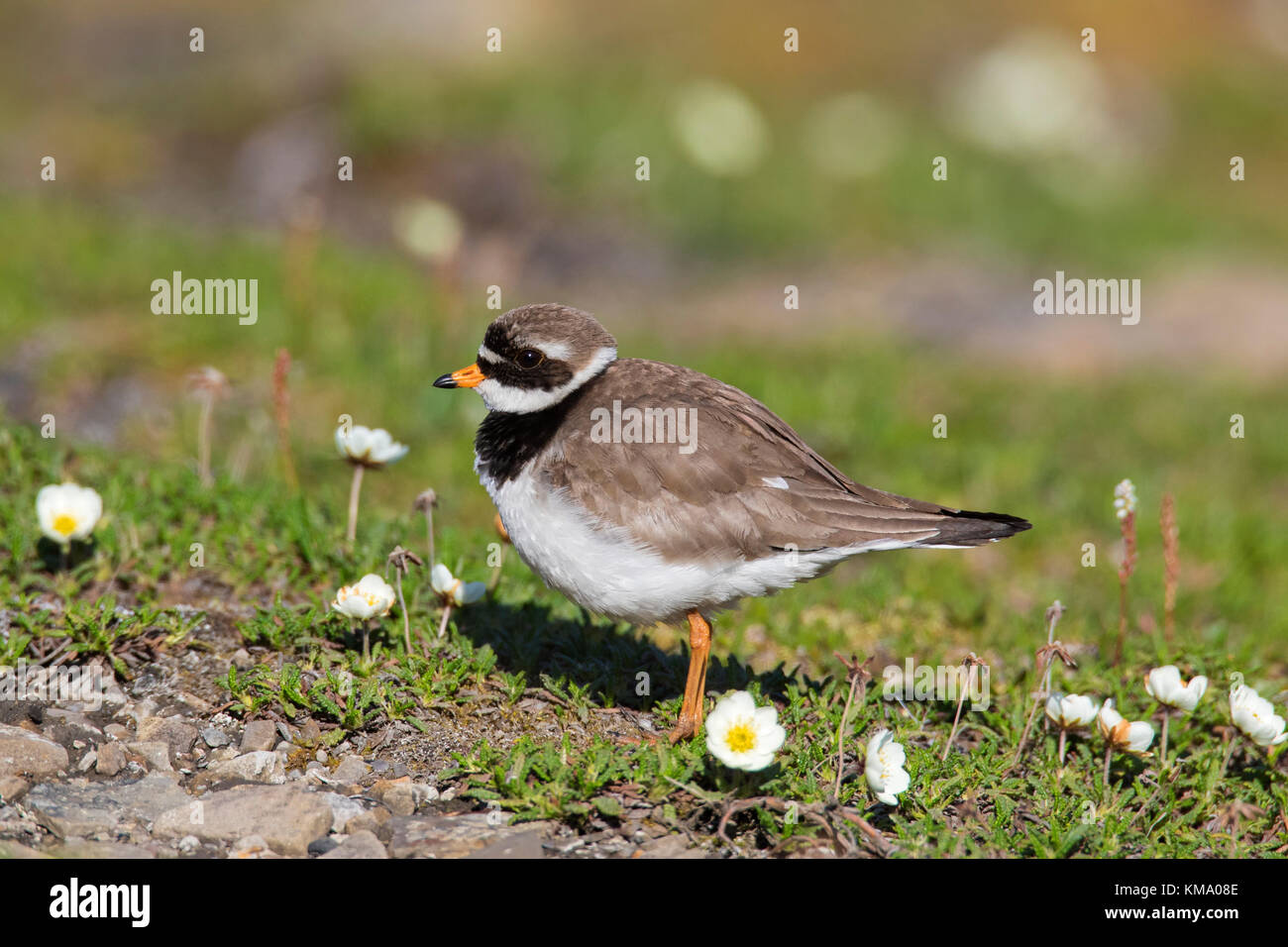 Birds plover plovers shorebirds arctic hi-res stock photography and ...