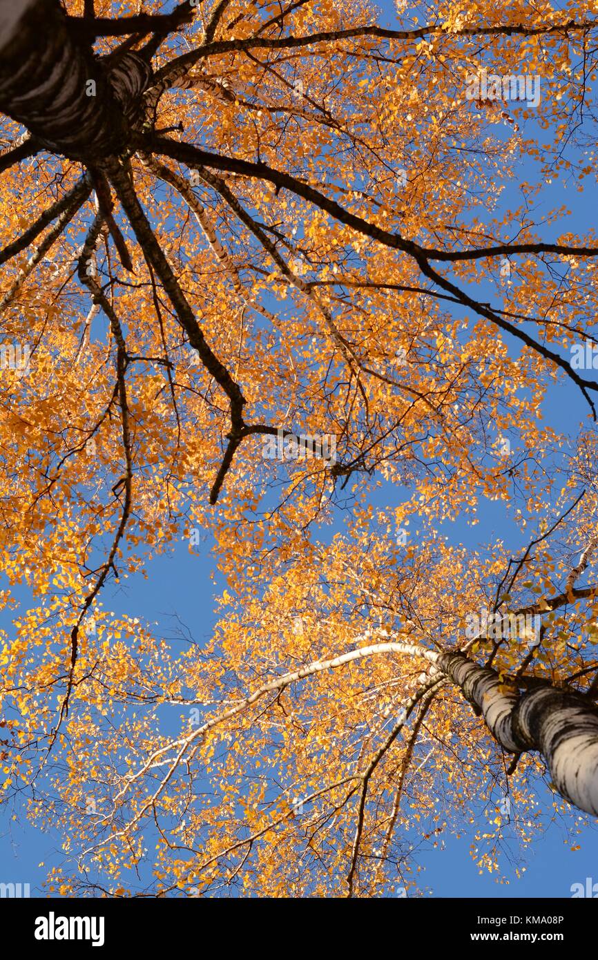 Birch tree crowns in Autumn against a clear blue sky Stock Photo - Alamy