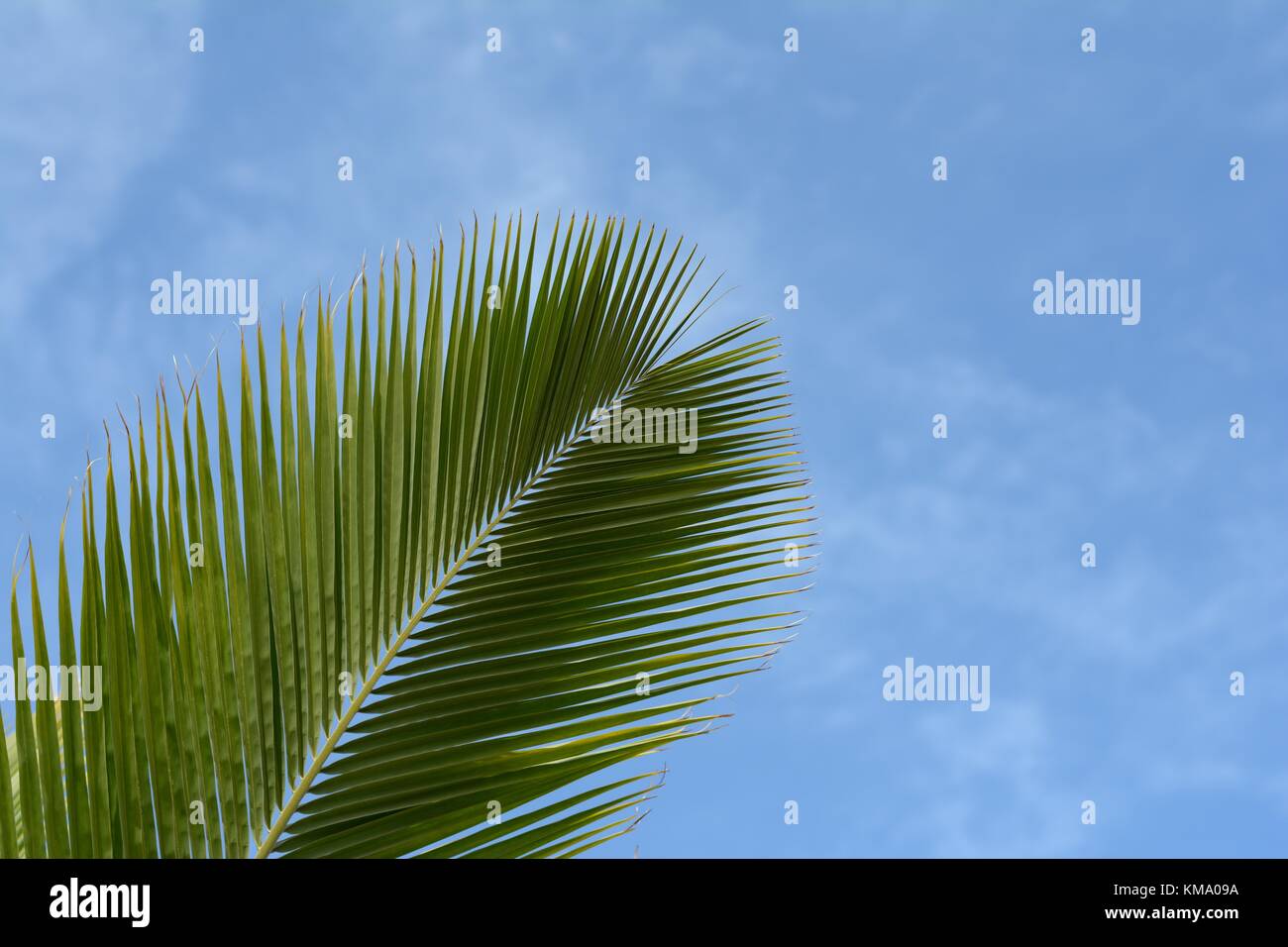 Middle east plants hi-res stock photography and images - Alamy