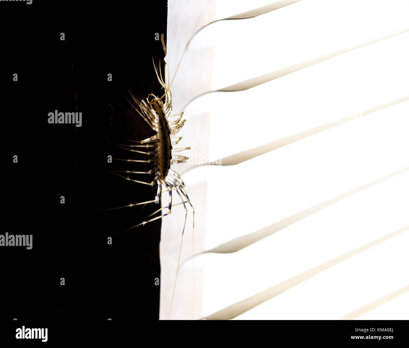 Centipede on the wall hi-res stock photography and images - Alamy