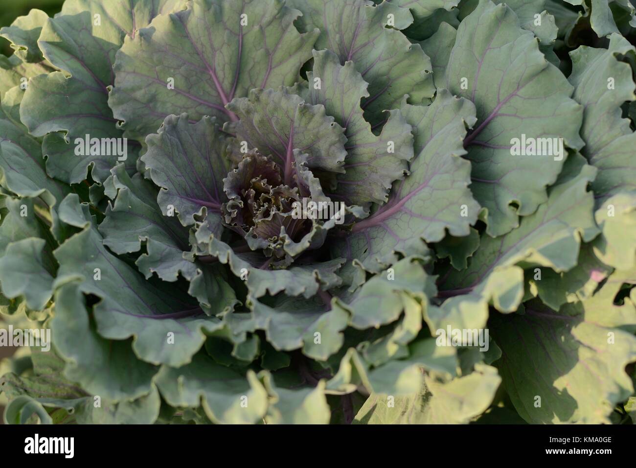Organic Kale growing in the garden Stock Photo - Alamy