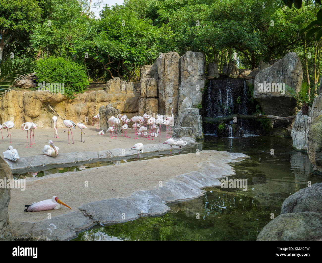 Group of Greater flamingos (Phoenicopterus roseus,) and some Common ...