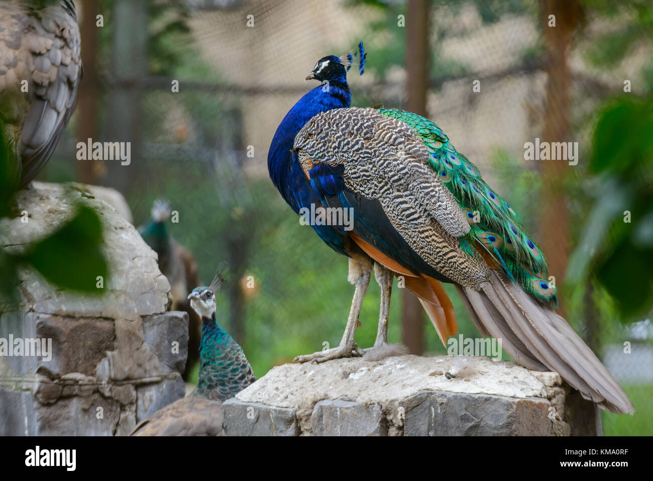 A very nice and colorful peacock Stock Photo - Alamy