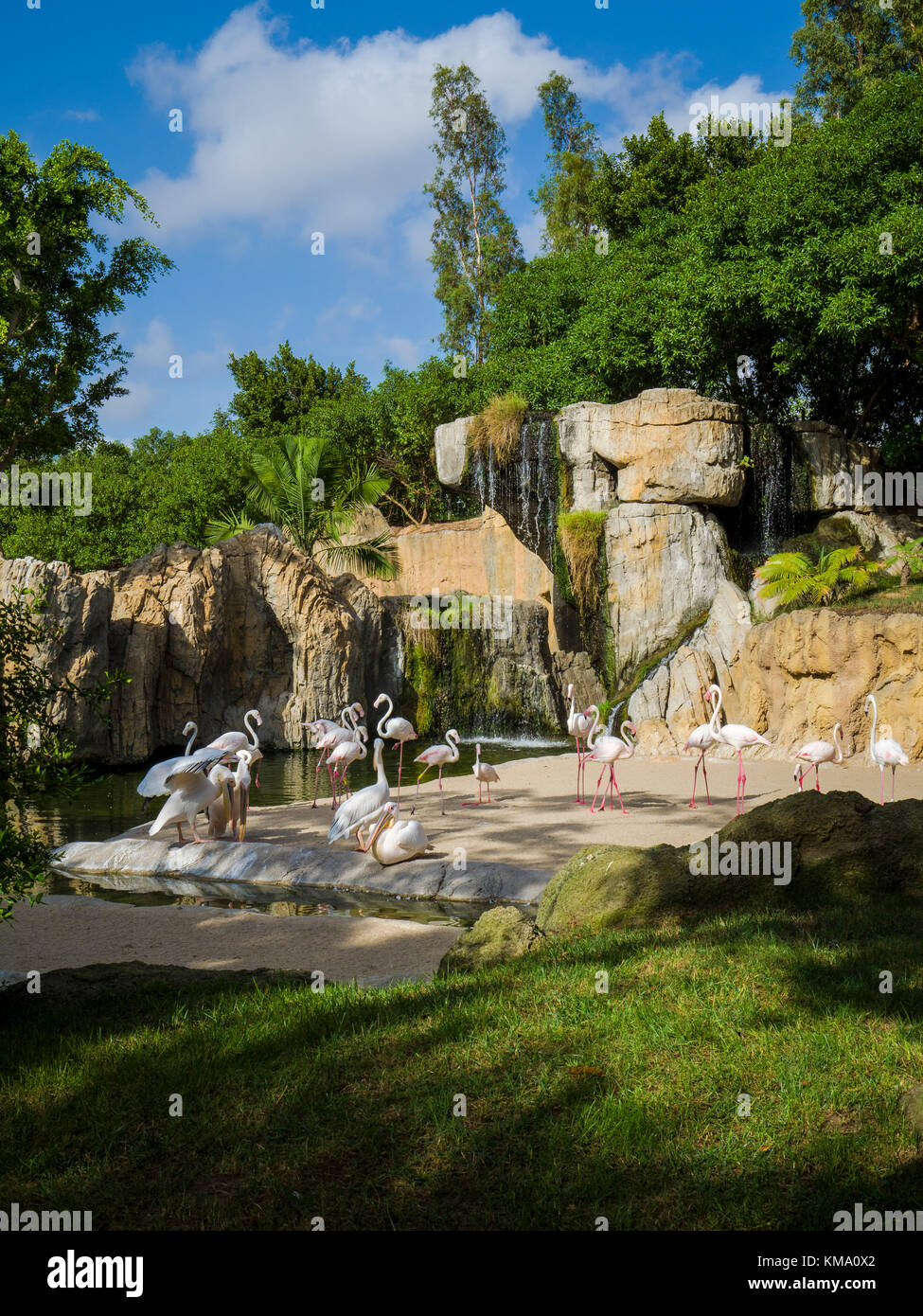 Greater flamingos (Phoenicopterus roseus,) and Common Pelicans ...