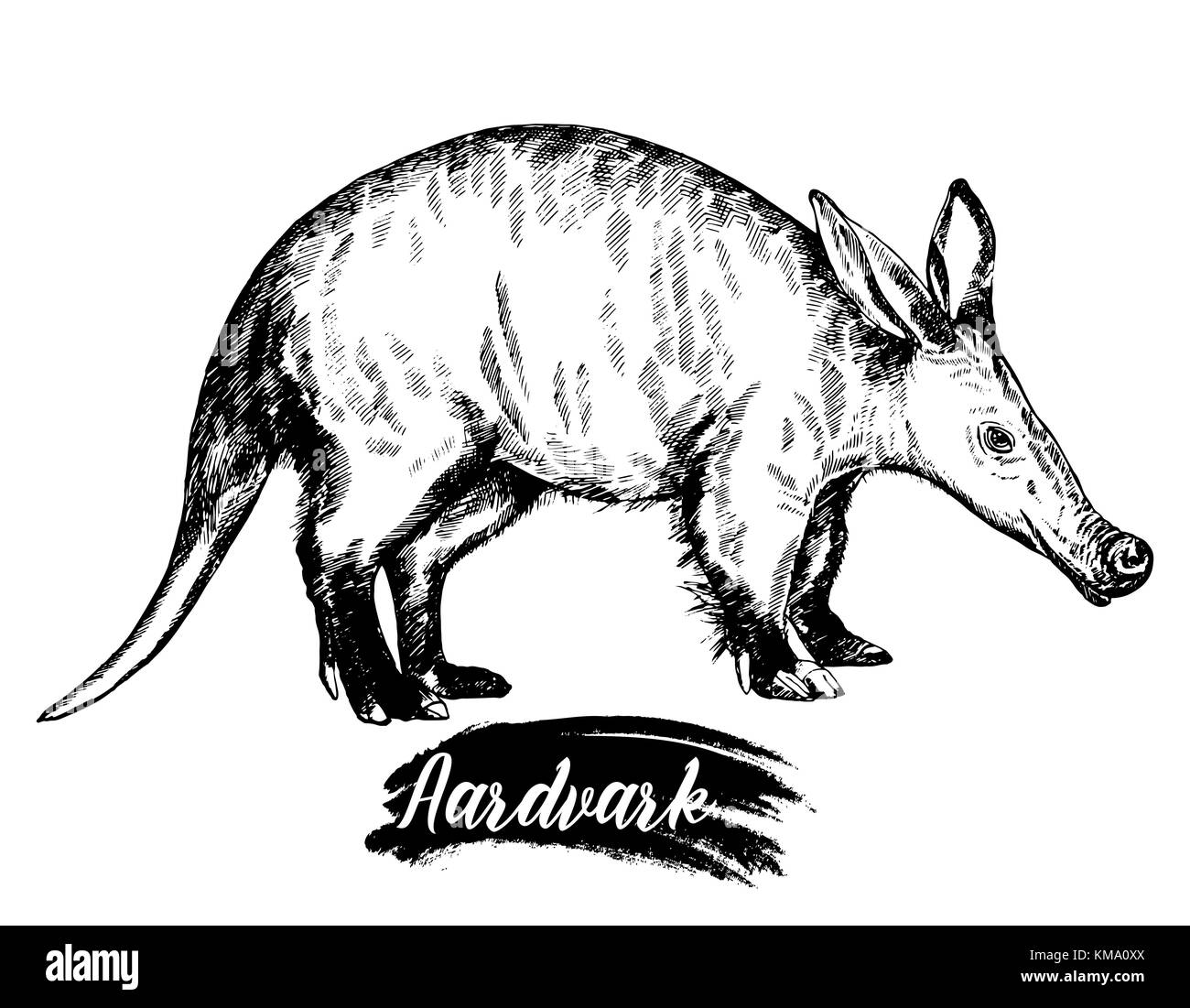 Aardvark animal Stock Vector Images - Alamy
